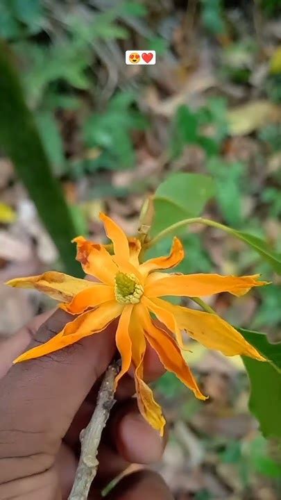 ගස් මුදුනේ සුවද හමමින් පිපෙන සපු මල දැකල තියෙද😍 මෙහෙම දුර්ලබ දේවල් බලන්න අපිව Subscribe කරල