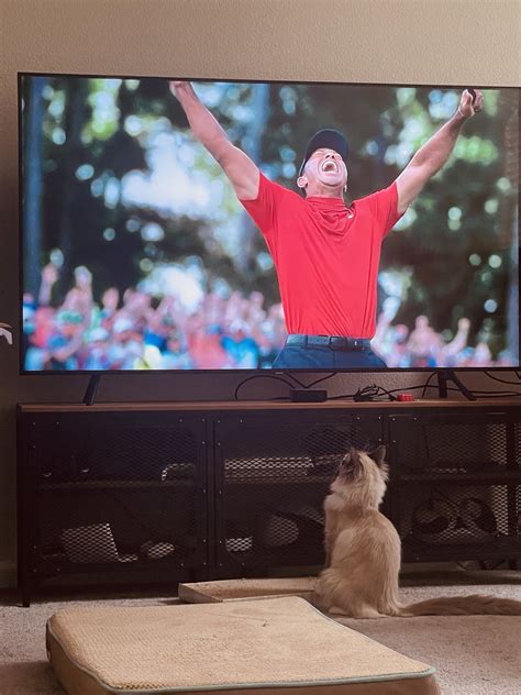 Our Kitten Got The Assignment Rgolf