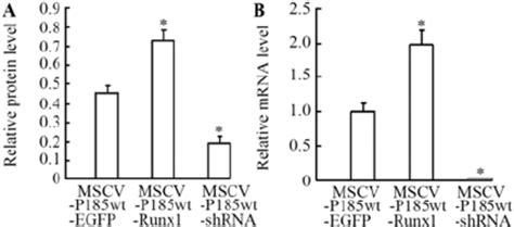 The Expression Of Runx1 In Mscv P185wt Runx1 Cells And Download Scientific Diagram