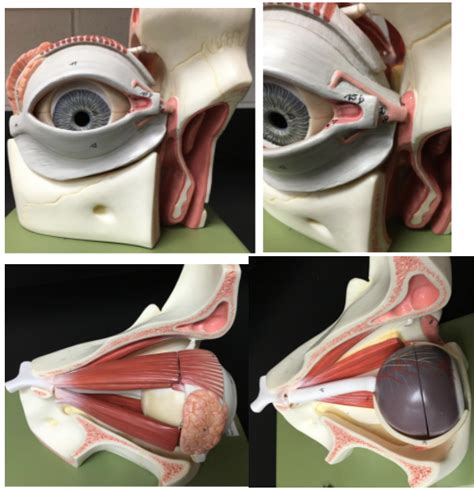 Eye Lab Diagram Quizlet