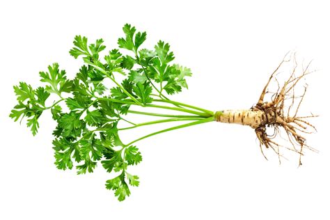Parsley Root With Leaves Realistic Photo 47523583 Png