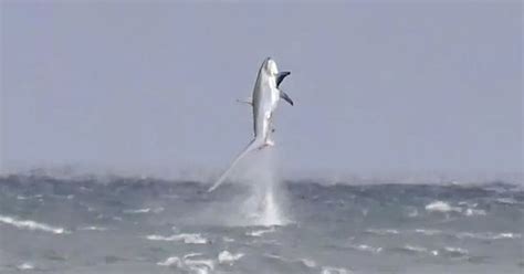Spectacular Moment Massive Shark Leaps From The Sea In Cardigan Bay