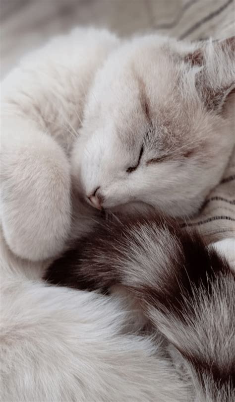 So Cutie R Aww