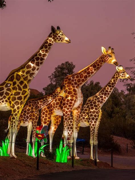 Giraffspark