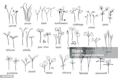 마이크로 그린의 큰 벡터 세트 허브 마이크로 그린 당근 치커리 퍼슬레인 무 사탕무 양배추 케일 알팔파 가리비 팩 최 브로콜리
