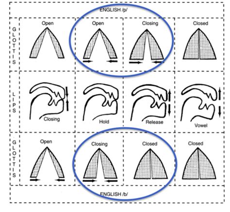 Ling 1001 Lecture 2 Phonetics Flashcards Quizlet
