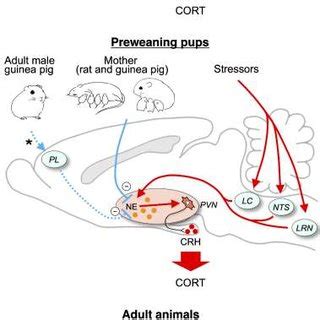 Summary Of Findings Regarding Neural Circuits Underlying Social