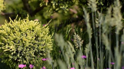 Garden Grass Thuja Free Stock Video Pixabay