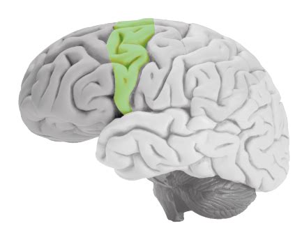 Brain Injury Headway Essex Further Information On The Brain