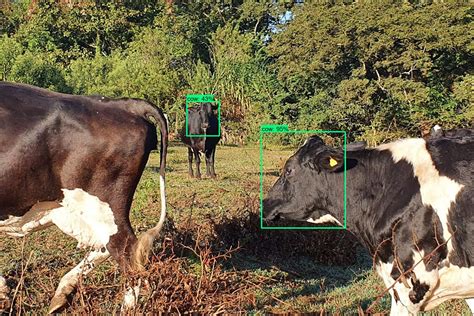 Cow Health Status Through Face Recognition Dairy Global