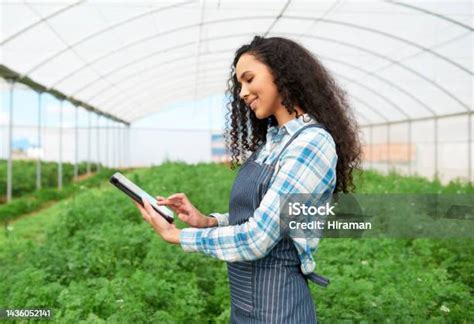 태블릿 농장 및 농업은 연구 또는 성장에 온실에서 일하는 흑인 여성 지속 가능성을 위해 농업 산업에서 일하는 여성과의 혁신 인터넷 및 농업 20 24세에 대한 스톡 사진 및