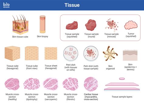 Icon Pack Tissue BioRender Science Templates