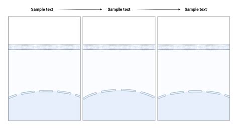 Plasma Membrane And Cytoplasm Layout 3x1 Biorender Science Templates