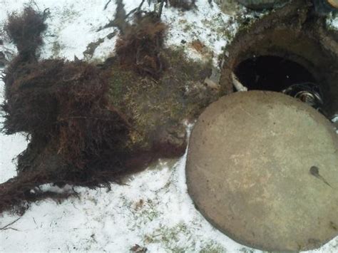 Planting Trees And Bushes In The Septic Area Tim Frank Septic Tank Cleaning Co