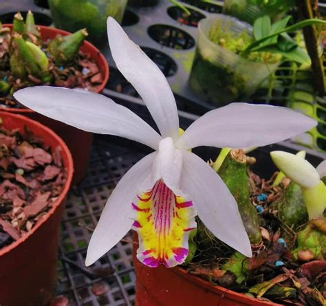 P001 Pleione Orchid Maculata Pseudobulb White Flower Set Of 3 Etsy