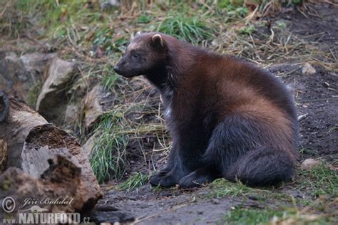 Wolverine Photos, Wolverine Images, Nature Wildlife Pictures | NaturePhoto