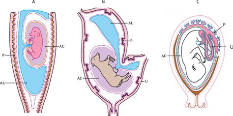 Schematic Representation Of The Anatomical Characteristics Of The