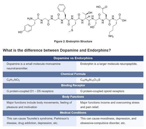 Dopamine Vs Endorphins