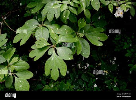 A Sassafras Tree Sassafras Albidum Growing In Virginia Usa Stock