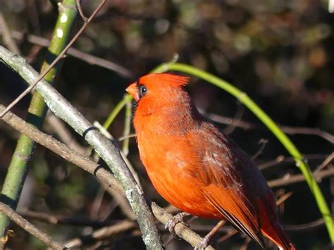 21 Incredible Types Of Cardinals Found In North America