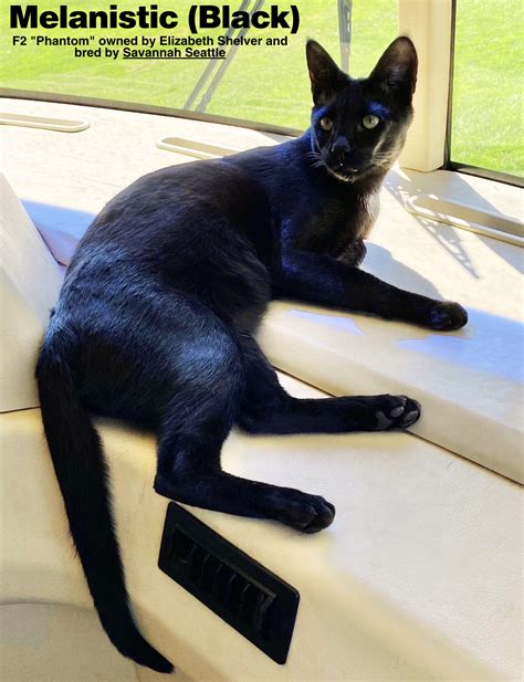 Dark Savannah Cat
