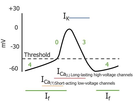 Cardiovascular Physiology Concept On Funny Current Which Determine The Heart Rate — Hive
