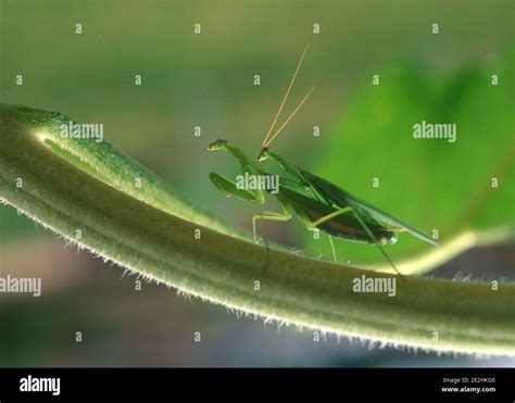 Mantis Mating Hi Res Stock Photography And Images Alamy