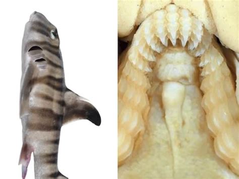 Sharks With Human Teeth