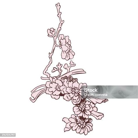 축제 사쿠라 고립된 통하고 있는 백색 배경 동양 전통적인 윤곽 벡터 그림입니다 일본어 중국어 한국어 트렌디한 디자인 축하 이벤트 인사말 카드 파티 초대장 포스터 전단지 소셜