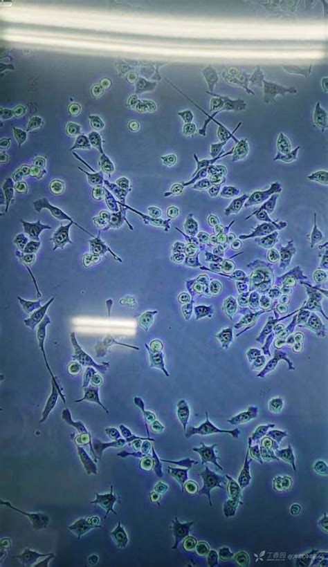 🧬bv2细胞培养全攻略