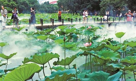 洪湖公园荷花别样红 观赏正当时 罗湖社区家园网