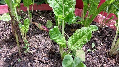 Stages Of Composting How Composting Works