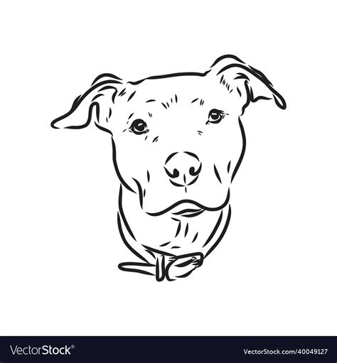 How To Draw A Pitbull Head