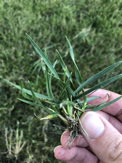 Identifying Grass Species We Built This Grass Identif