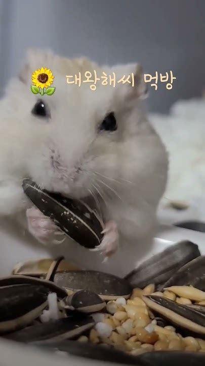 햄스터설탕식빵 햄스터간식 햄스터먹방 해바라기씨 Youtube