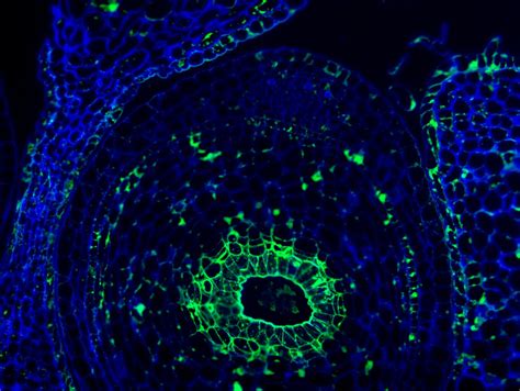 What Is The Type Of Tissue Located Between The Nucellus And Embryo Sac
