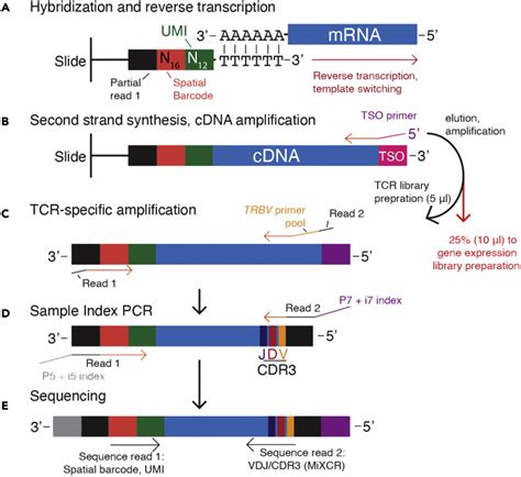 Localization Of T Cell Clonotypes Using The Visium Spatial Transcriptomics Platform Pmc