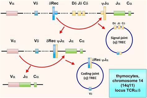 Mejores 23 imágenes de 7 Immunology TcR T cell Receptor en Pinterest