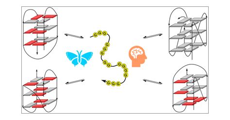 Showcasing Different G Quadruplex Folds Of A G Rich Sequence Between