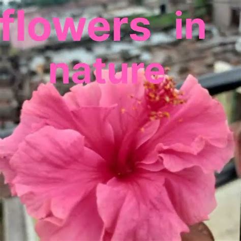 फ्लावर्स इन नेचर टू लव्ह इट व्हेरी नाईस Youtube