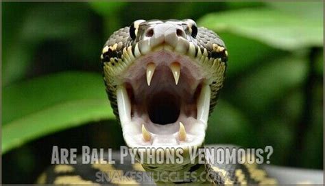 How Many Teeth Do Ball Pythons Have 100 Sharp Curved Facts