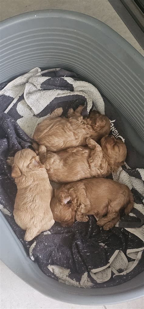 מלטיפו למכירה בראשלצ 6500 שח מודעה 161269 כלבים לוח חיות מחמד הומלס