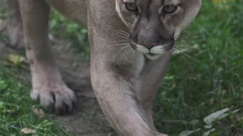Beautiful Canadian Cougar Puma Concolor Stock Video Pond5