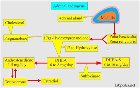 Androgens Androstenedione Ad Dhea S Dehydroepiandrosterone Sulphate Dhea