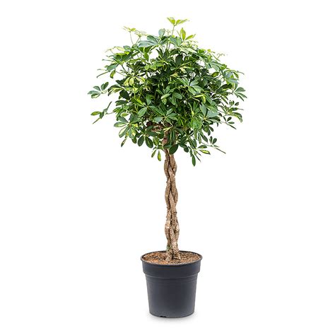 Schefflera Arboricola Gold Capella Dwarf Umbrella Tree Twisted Stem