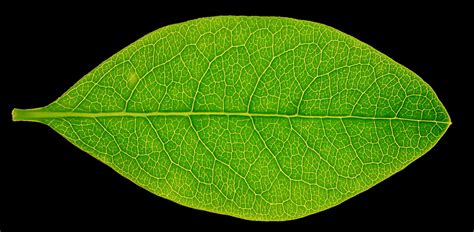 High Res Leaf Texture By Hhh316 On Deviantart