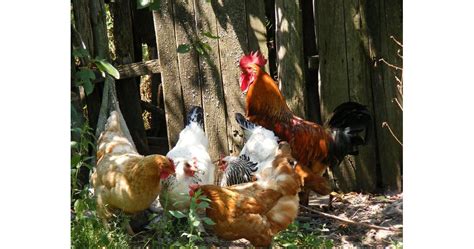 Фураж за проскубаните носачки Български Фермер