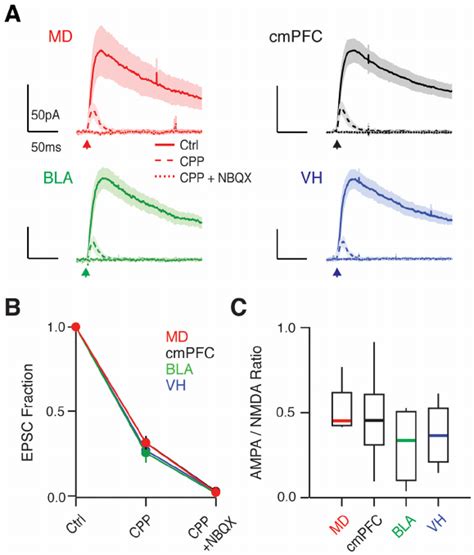 L2 Pyramidal Neurons Receive Diverse Excitatory Inputs Download Scientific Diagram