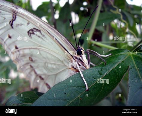 Tree Nymph Butterfly Stock Photo Alamy