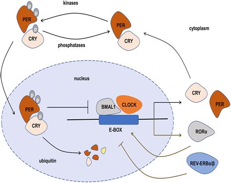 The Transcription Translation Feedback Loop Ttfl Of The Circadian Download Scientific Diagram
